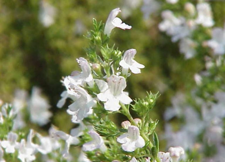 Kyndel - Trädgårdsväxter.com