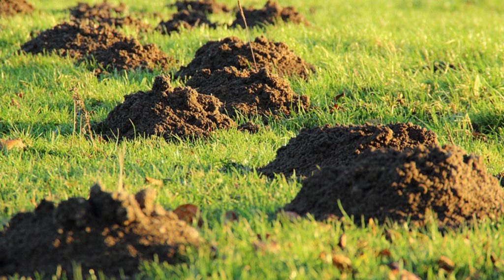 Mullvad bekämpning | Hur får man bort mullvadar ur gräsmattan