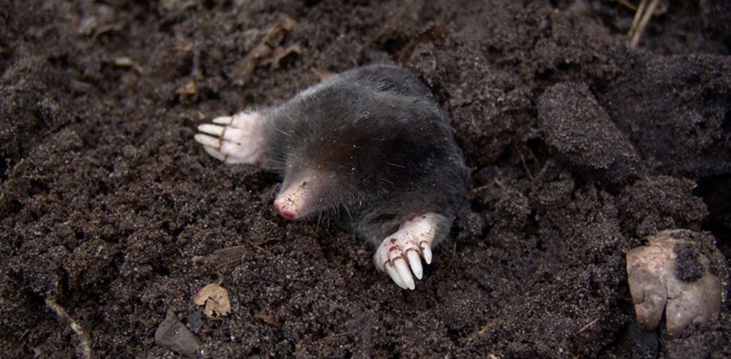 Mullvad bekämpning | Hur får man bort mullvadar ur gräsmattan