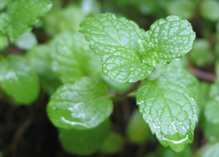 Mynta - Trädgårdsväxter.com