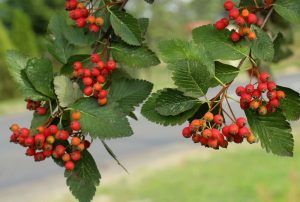 Oxel träd | Plantering, skötsel & beskäring av denna häckväxt