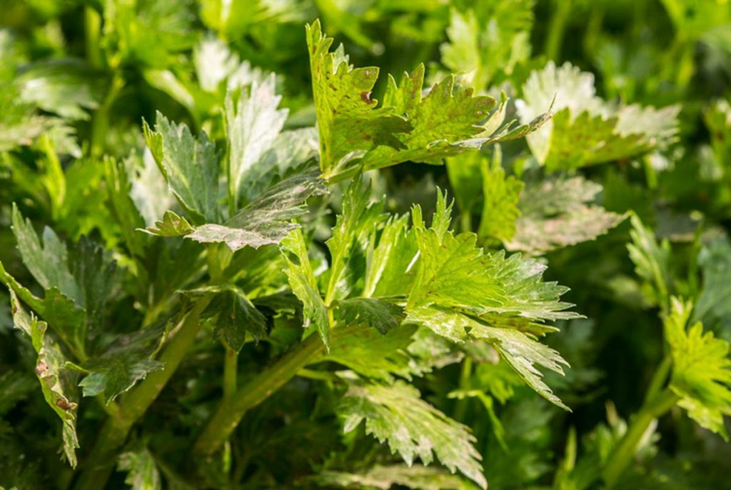 Odla Selleri - Trädgårdsväxter.com