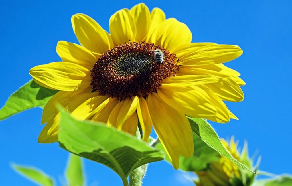 Solrosor | Trädgårdsväxter.com