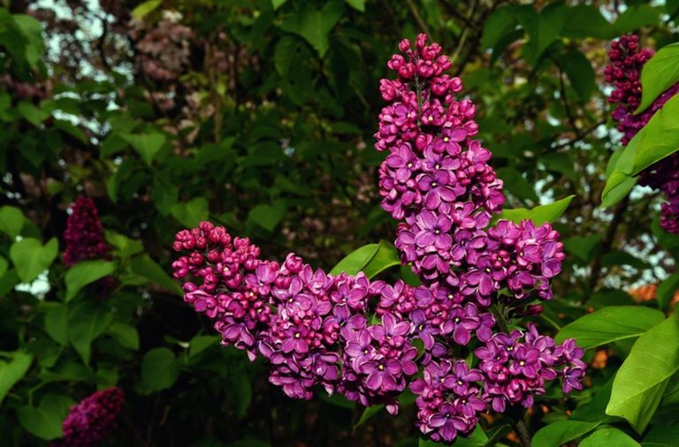 Syren | Trädgårdsväxter.com