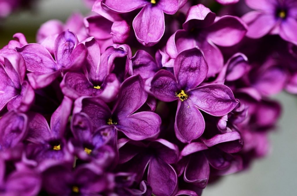 Syren | Trädgårdsväxter.com