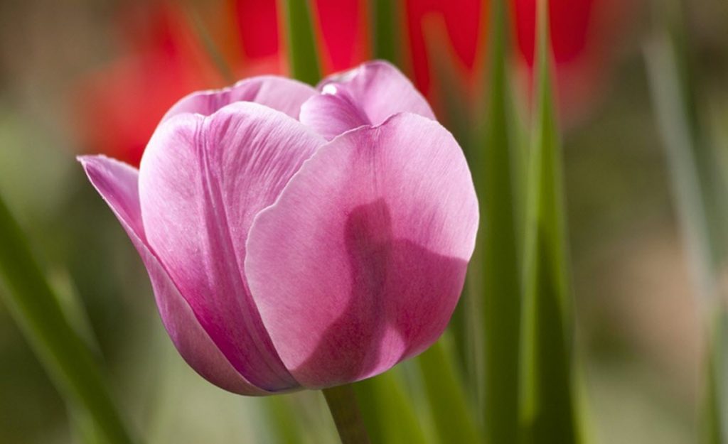 Tulpaner | Trädgårdsväxter.com